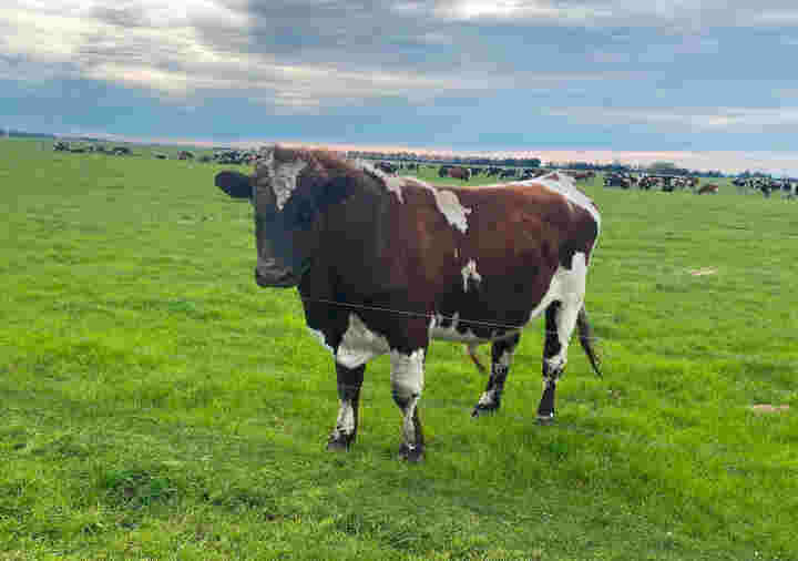 Livestock NZ | Buy & Sell Dairy and Beef Cattle in New Zealand ...